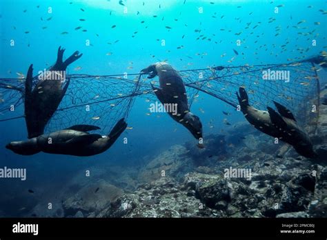 California Sea Lions Zalophus Californianus Caought In Gill Net As