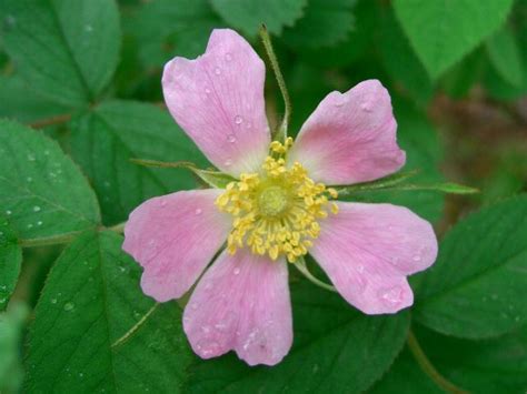 ロサ・ポミフェラ 花図鑑ブログ