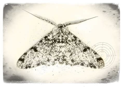 Peppered Moth Patricia Pyne Photography