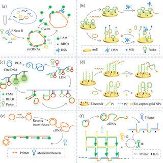 Schematic Illustration Of A Dsn Based Circrna Detection Method B