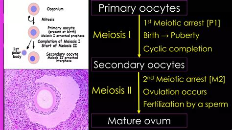6 Basic Embryology Seriespdf
