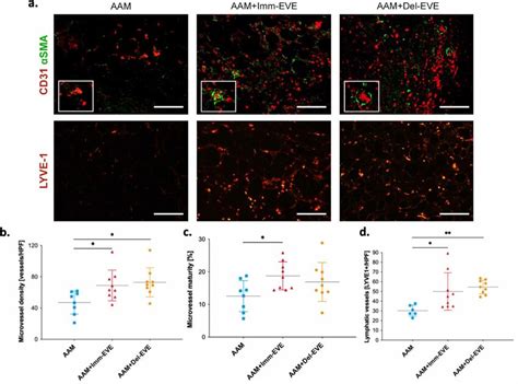 Analysis Of Microvasculature A Immunofluorescent Stained Sections Of