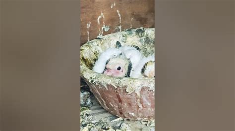 Breeding Loft🕊️jode Hi Jode Youtube