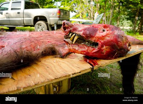 A Horrific Image Of A Black Bear Ursus Americanus Carcass After Being