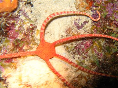 Ruby Brittle Star Ophioderma Rubicundum Bonaire Photo 1 Tropical Reefs