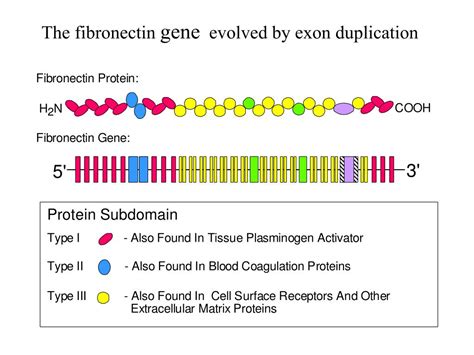 Ppt Polyadenylation Powerpoint Presentation Free Download Id 1286195