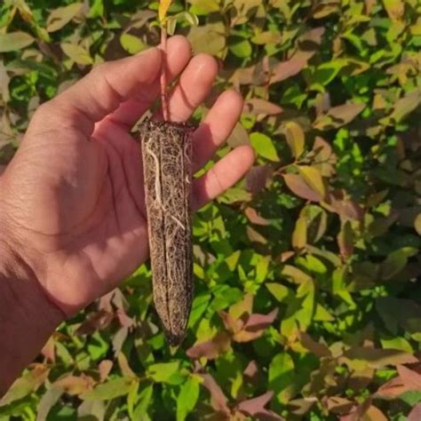 Mudas De Eucalipto Em Umuarama Pr à Venda Compre Direto 752949