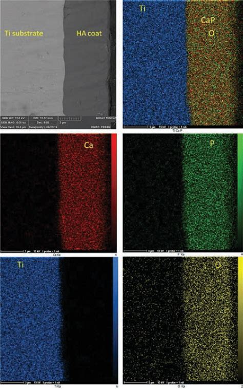Sem Edx Maps Of Ha Coated Cross Section Ti Substrate Surface Ha