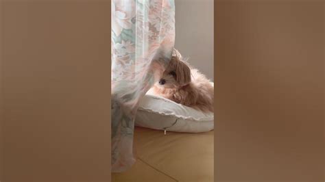 지후 선배 뺨치는 사색에 잠긴 단발강아지 Youtube