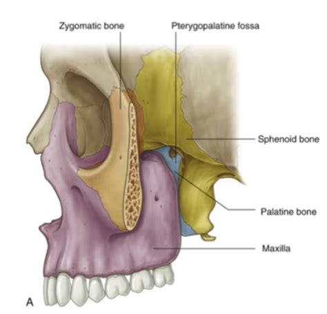 Pterygopalatine Fossa Flashcards Quizlet