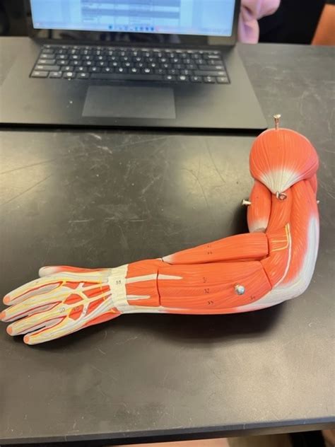 Arm Diagram Quizlet