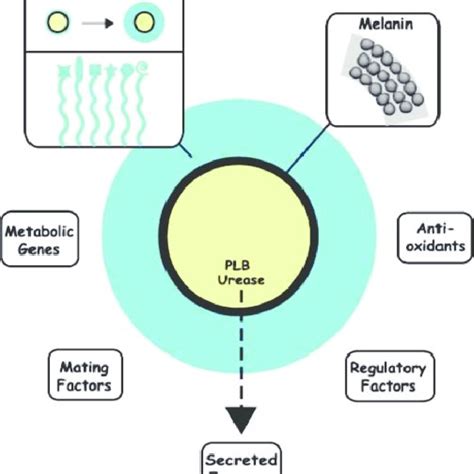 Pdf Pathogenesis Of Cryptococcus Neoformans
