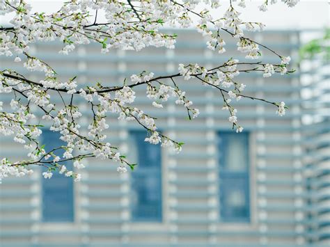 万物生长，何以不负好春光 浙江外国语学院