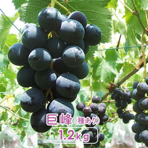巨峰・シャインマスカット通販 青蓮寺湖ぶどう組合