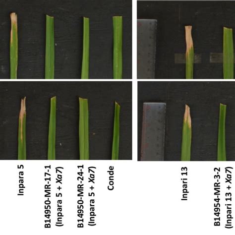 Symptoms Of Blb Disease In Rice Download Scientific Diagram
