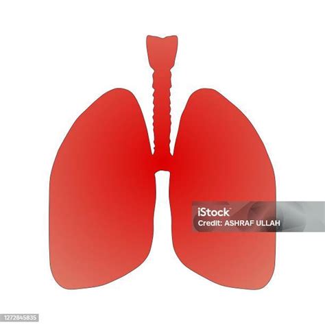 人類肺部的分離載體圖示用於健康和醫療插圖的肺器官解剖符號向量圖形及更多人圖片 人 人類內臟 人類氣管 Istock