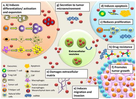 Re Modeling Of Tumor Microenvironment By Evs In Crc Evs Are Associated