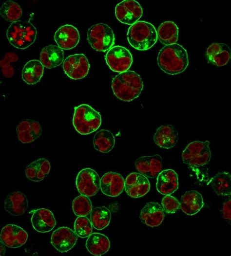 Recombinant Anti Hla Dr Antibody Hla Pan2967r Ab257320 Abcam
