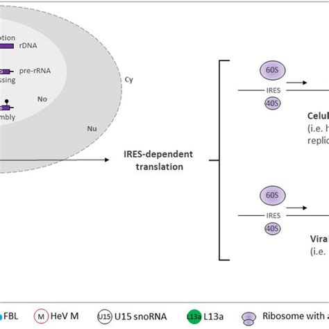 Association Of Hiv Tat With Fbl And U3 Snorna Impairs Pre Rrna