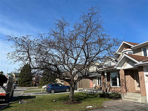 Tree Pruning Arboraxepert