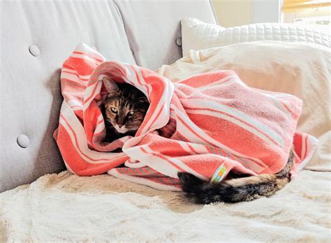 Folded Cat Smithsonian Photo Contest Smithsonian Magazine