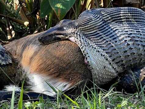 Watch Burmese Python Swallows 77 Pound Deer Proving They Can Eat