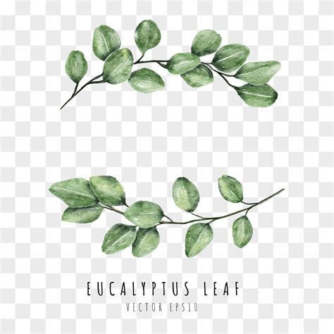 Eukalyptus Blatt Aquarell Hand Gezeichnet 20259634 Vektor Kunst Bei