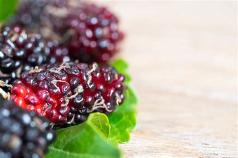 나무 테이블에 녹색 잎을 가진 Mulberries의 그룹을 닫습니다 뽕나무가는 과일 먹을 수 있는에 빨간색과 보라색 색상을가지고