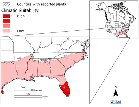 Cenchrus Polystachios Uf Ifas Assessment University Of Florida Institute Of Food And