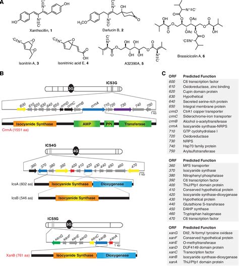 Figure 1 From Fungal Isocyanide Synthases And Xanthocillin Biosynthesis