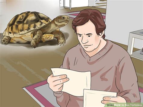 Ways To Sex Tortoises WikiHow
