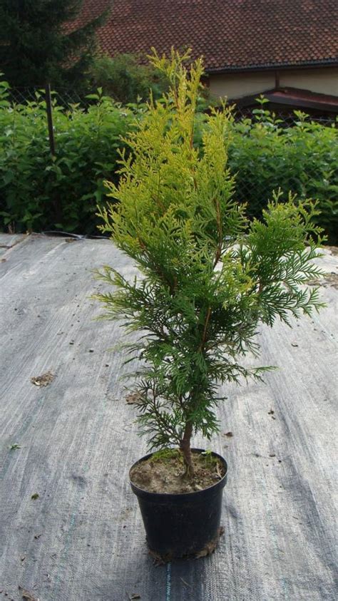 Tuje sadzonki tuja różne rodzaje 50 90 cm od 6 zł szt hurt cieszyn