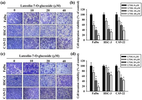 Luteolin 7 O Glucoside Inhibits Oral Cancer Cell Migration And Invasion By Regulating Matrix