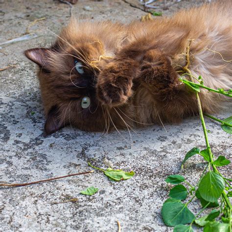 Common Plants Toxic To Cats Happy Little Kitty