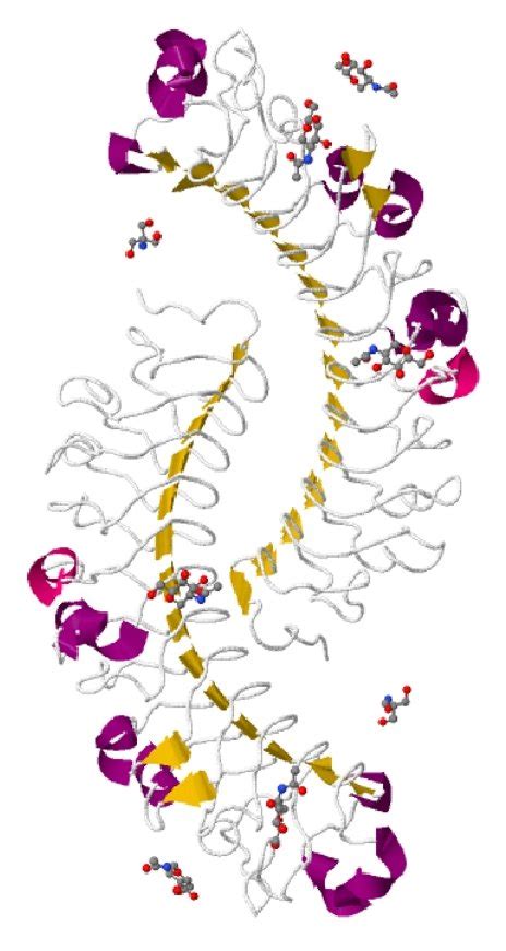 Structure Of Decorin Mammalian Decorin DCN Contains A Monomeric