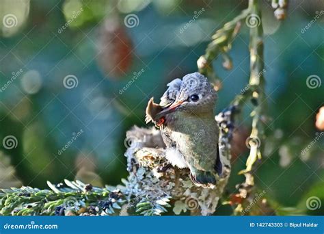 Hummingbird Chick Preening Wings Stock Image Image Of Preening