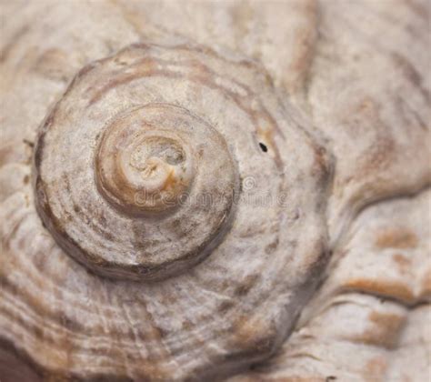 Shell Lines Pattern Abstract Texture Summer Background Stock Image