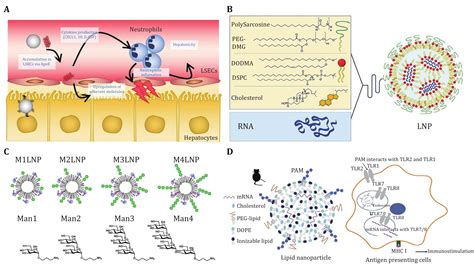Surface Engineering Of Lipid Nanoparticles Targeted Nucleic Acid Delivery And Beyond