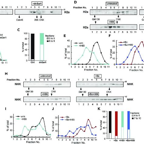 Interference With Copii Inhibits Erad Substrate Accumulation In The Download Scientific Diagram