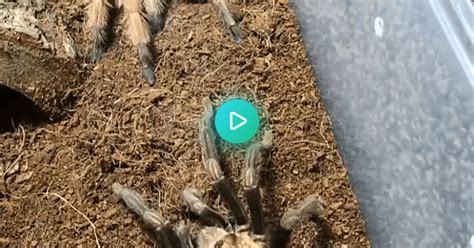 Aphonopelma Chalcode Breeding Project Album On Imgur