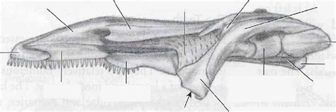 Necturus Skull Lateral View Diagram Quizlet