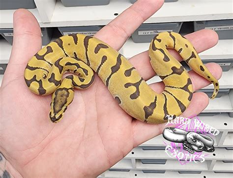 Super Enchi Hypo Ball Python By Hard Wired Exotics Morphmarket