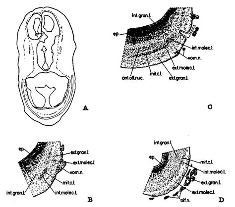 Paper The Development Of The Olfactory And The Accessory Olfactory