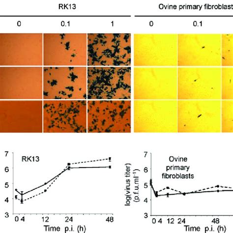 Myxv Infection Of Ovine Primary Dermal Fibroblasts A Rk13 And Ovine Download Scientific