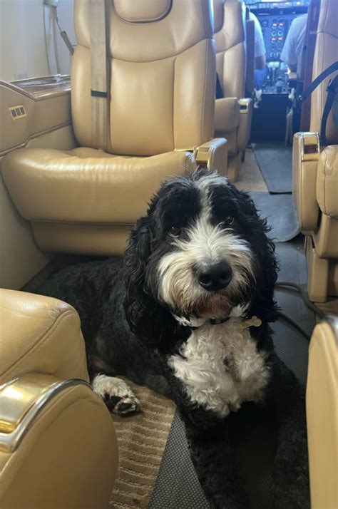 5 Faqs Answered By Pet Jets Pet Jets Private Air Transportation