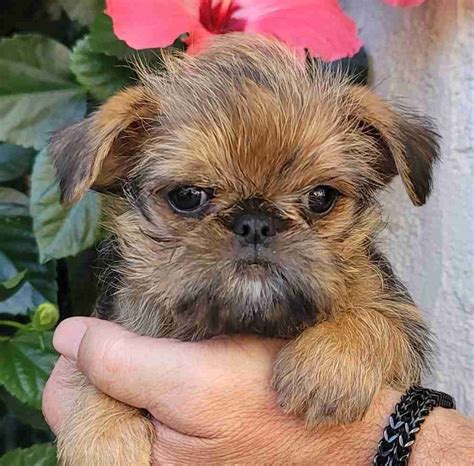 Brussels Griffon Puppies For Sale