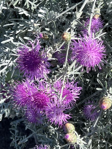 Centaurea Cineraria Cultivated Usa Eflora Of India