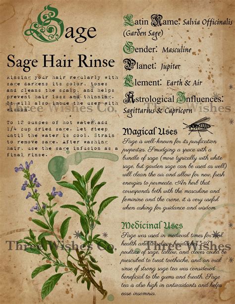Printable Herb Profiles Book Of Shadows Pages Herb Correspondences