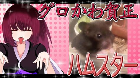 グロかわちゃんのハムスターの日常。23 ニコニコ動画