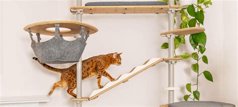 Checkliste Für Eine Neue Katze Omlet Blog Deutschland